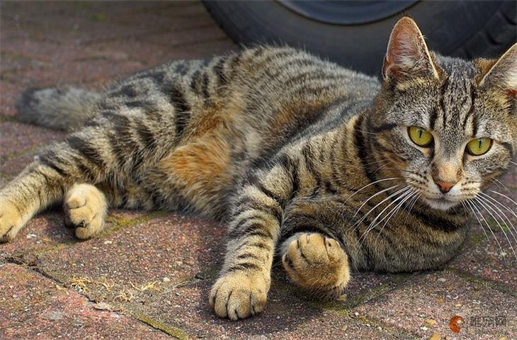猫猫一抽一抖是什么情况截图