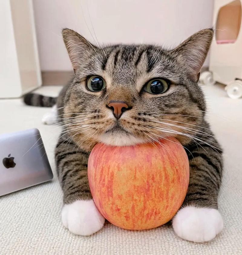 狸花猫图标