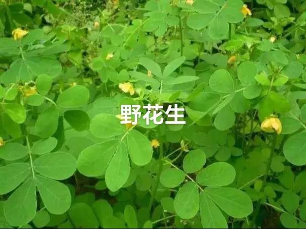 花生的功效与作用图标