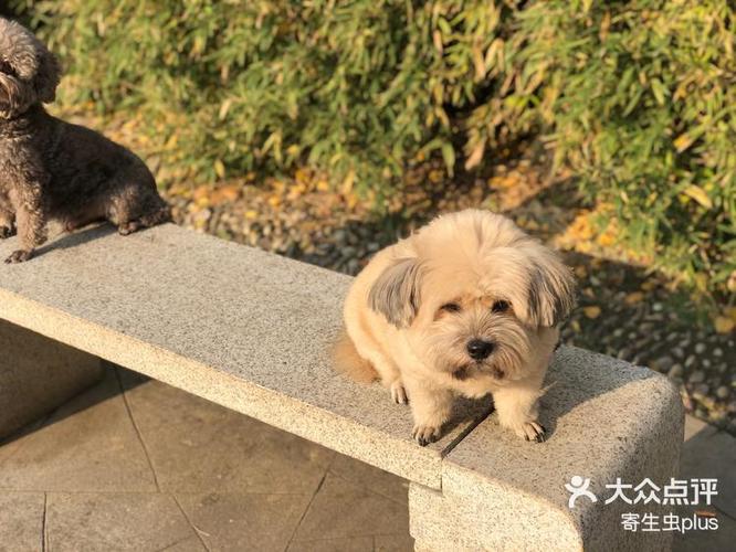 2019武汉哪里可以遛狗截图