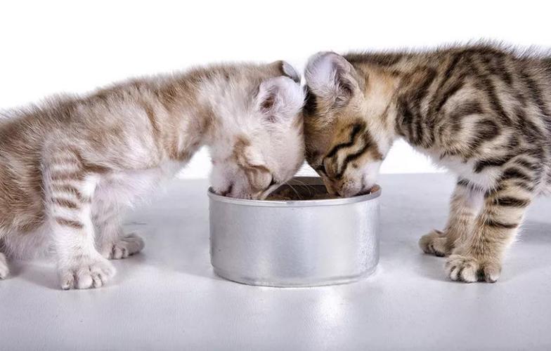 如何饲养猫咪(百合ABO)图标