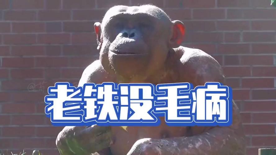 老铁没有毛病脑筋急转弯出处图标