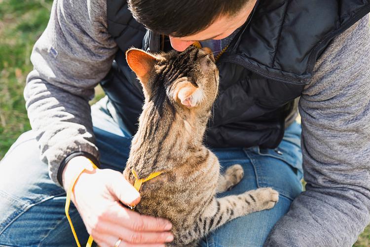 猫爱主人的表现图标
