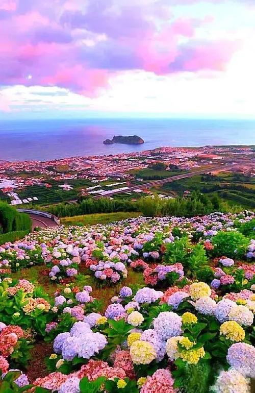 春季鲜花的图片图标
