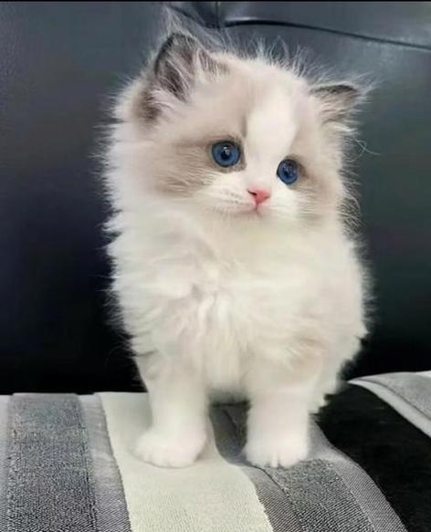 小奶猫多少钱一只图标