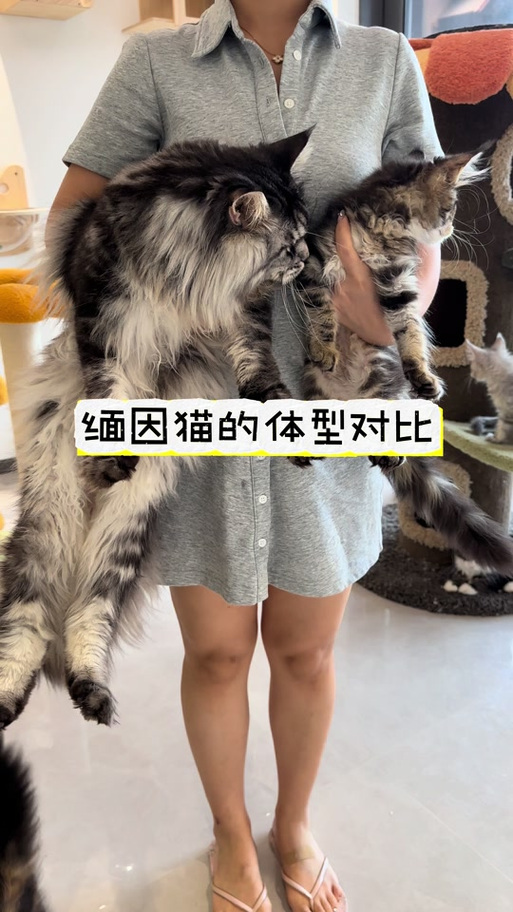 体型大的猫截图