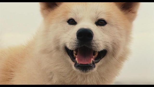 看完星守之犬