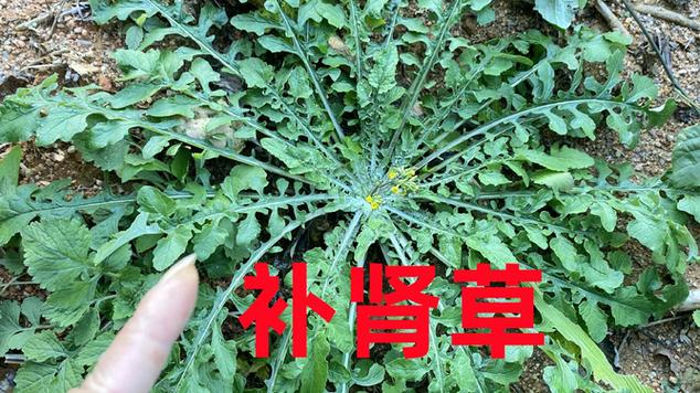补肾壮阳的中草药图标