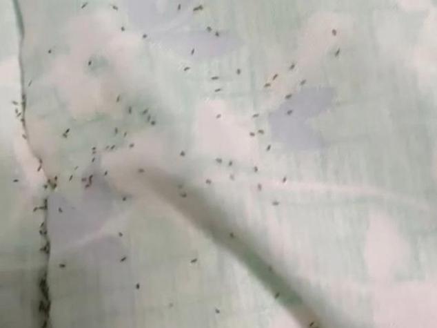 家中床上常见的虫子图标