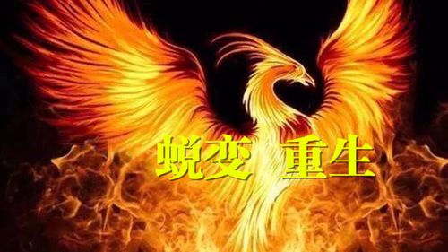 恢复oppo手机相册图标