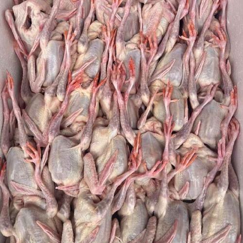 乳鸽批发价格5元一只图标