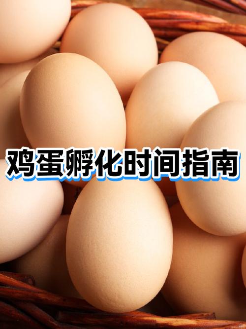 孵蛋要多久图标