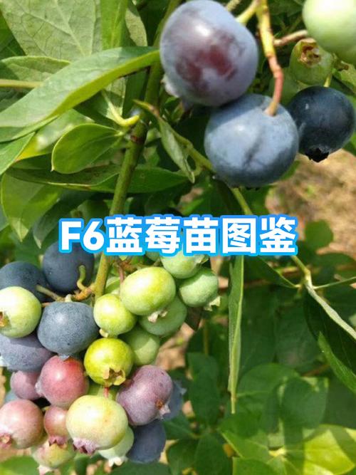 蓝莓树长什么样子图片图标