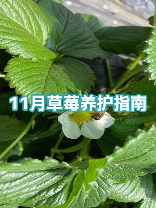 苹果怎么删掉旧版草莓图标