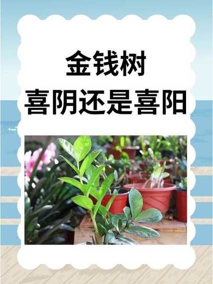 金钱树喜阳吗截图