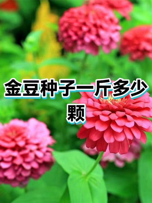 金豆价格多少图标
