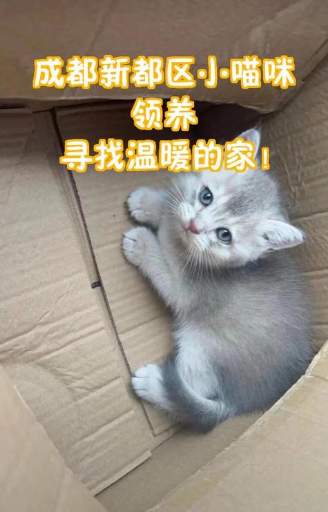 寻找小猫咪图标