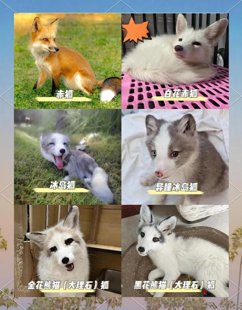 北狐包什么档次图标