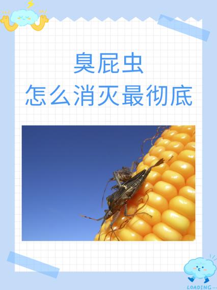 臭屁虫怕什么如何驱赶图标