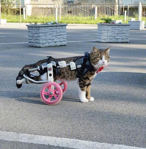 猫咪后腿无力走路不稳图标