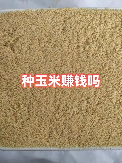 种玉米赚钱吗图标