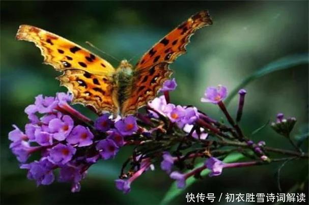 蝶梦百花花梦蝶