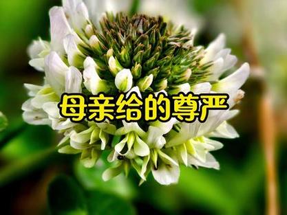 妈妈的尊严小说图标
