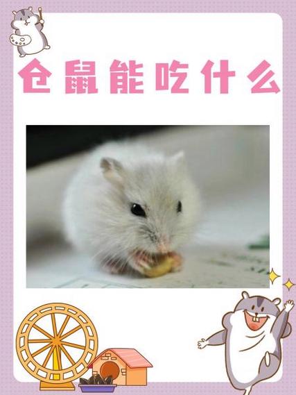 猫条仓鼠可以吃吗图标