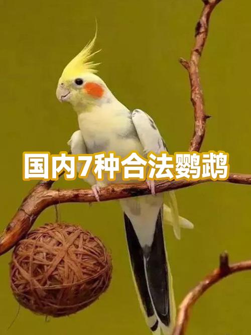 国家允许养的鹦鹉品种图标
