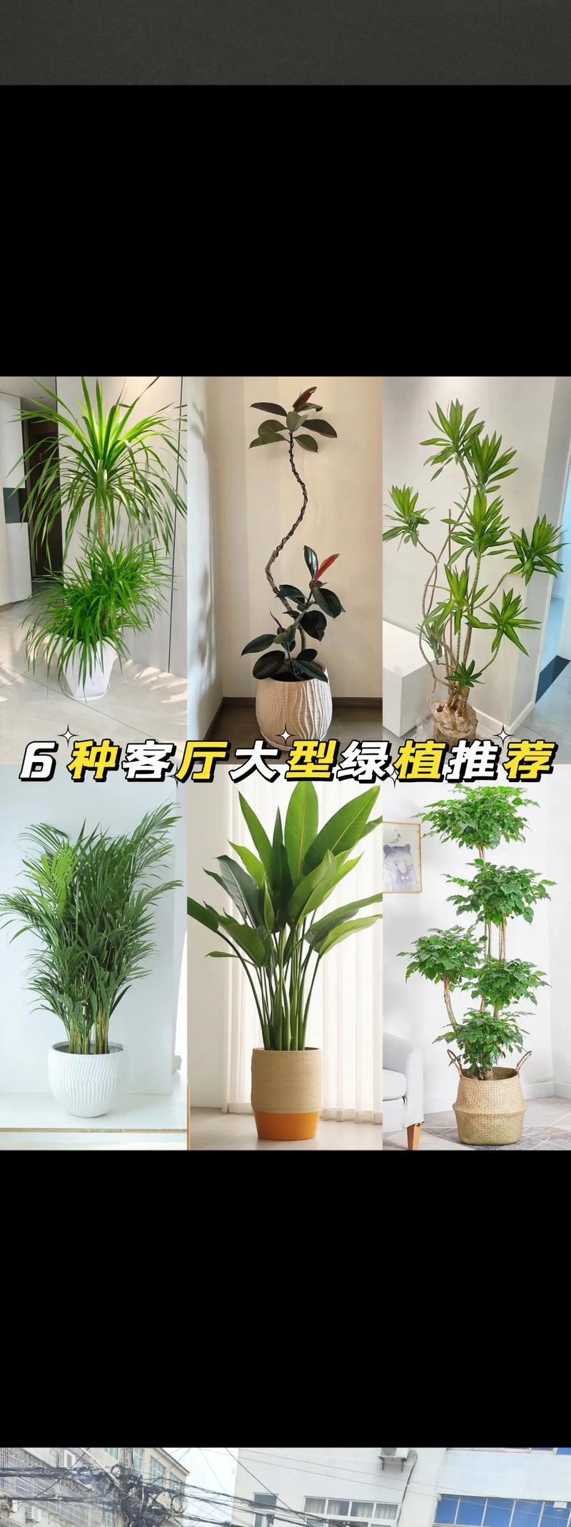 电视两边最吉利的植物图标