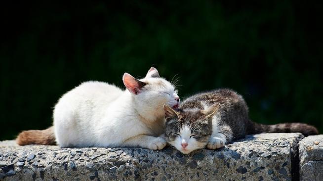 Kitty代表爱情吗图标