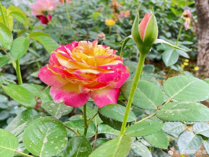 月季花吧图标