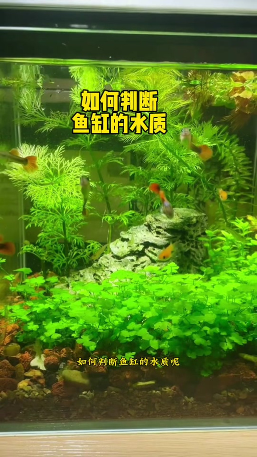 如何知道鱼缸水质好不好图标