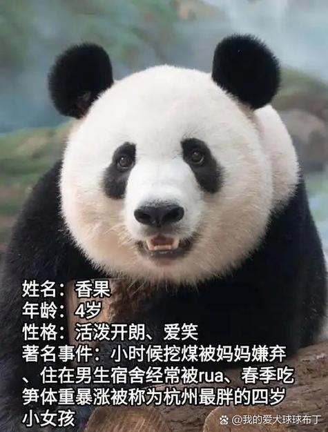 熊猫长大后认识母亲吗截图