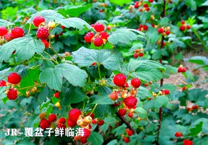 覆盆子图片截图