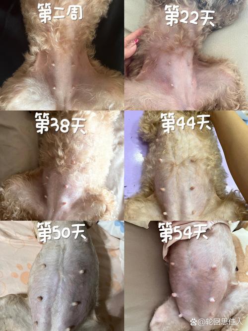 狗狗受孕日常by笔趣阁全文免费阅读图标