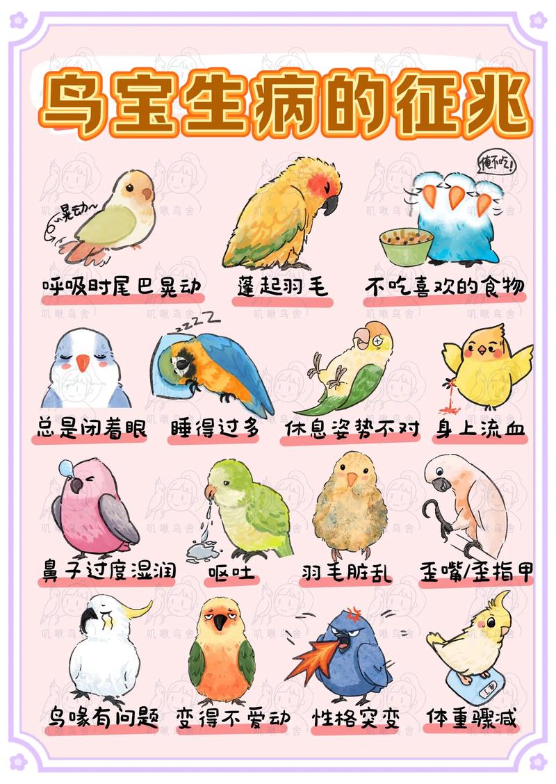 鹦鹉上门有什么预兆图标