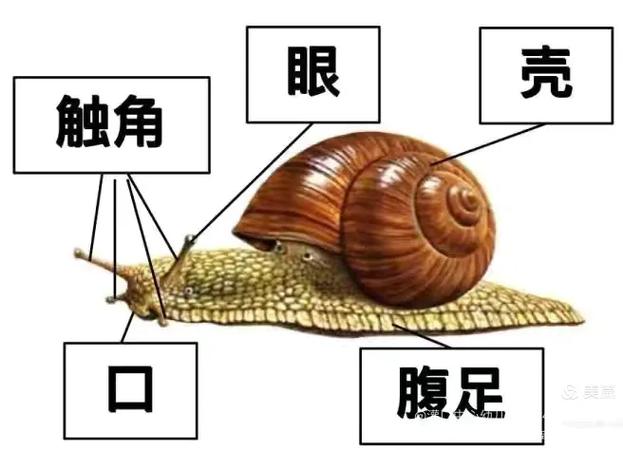 关于小蜗牛的知识图标