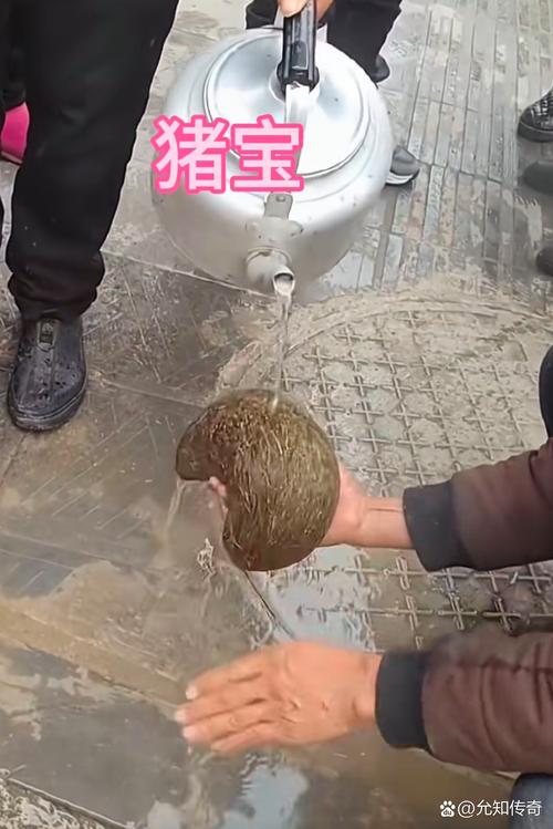 田园养猪场可以赚钱吗图标