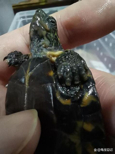 乌龟脱皮和腐皮的区别图标