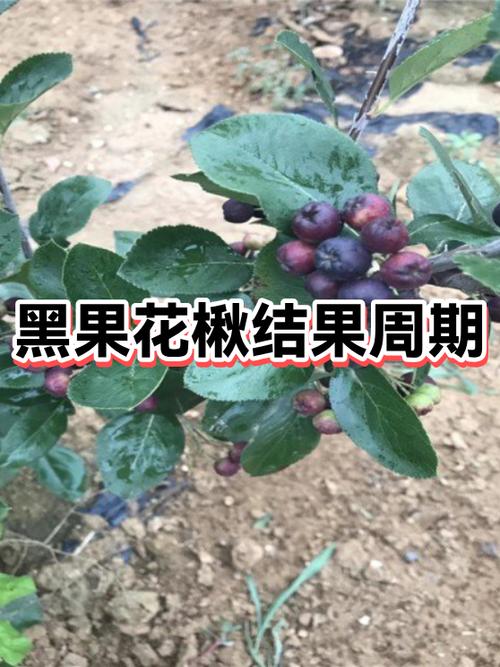 黑果精灵官网下载图标