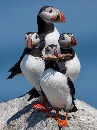 puffin7.8.1图标