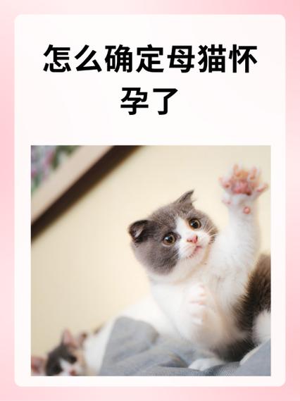猫咪怀孕肚子多大图标