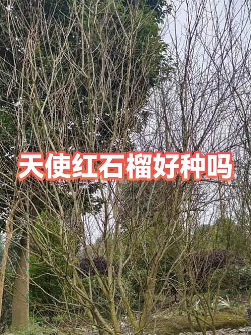 红石榴籽可以直接吃吗图标
