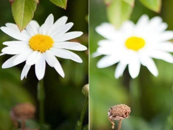 华为大光圈拍照和普通照有什么区别图标
