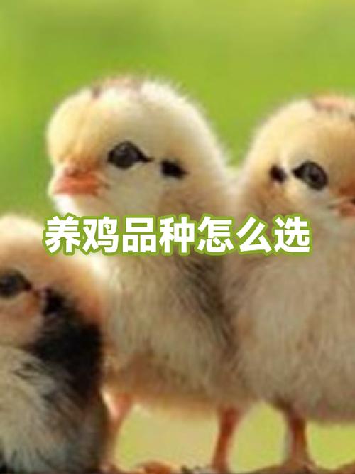 怎么养鸡才能赚钱图标