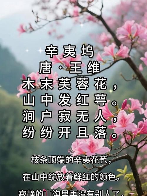 辛夷坞的《不离不弃》图标