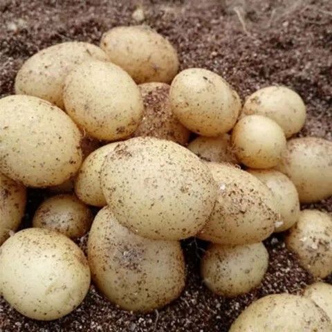 怎么分辨土豆脱毒了截图