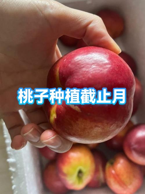 桃子种子的种植时间图标