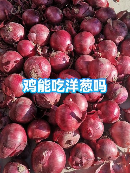 洋葱黑了还能吃吗截图